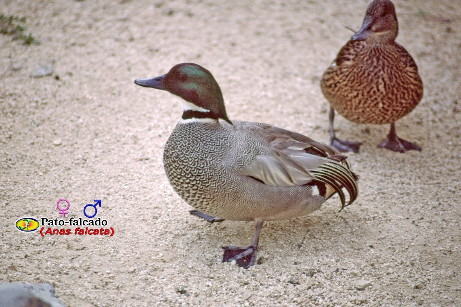 ORNITOLOGIA: Pato-falcado (Anas falcata)